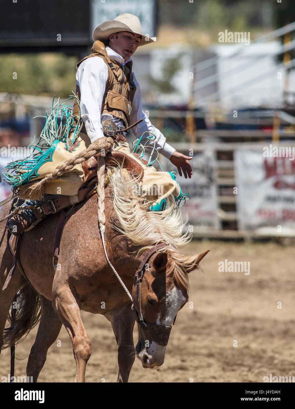 Bareback bronc riding hi-res stock photography and images - Alamy