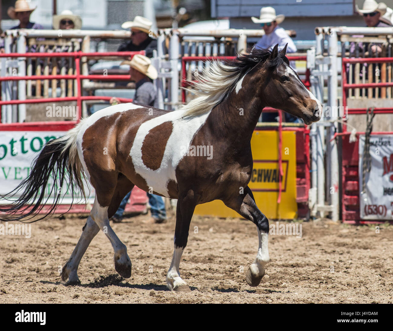 Rodeo horse on the loose in the arena at the Cottonwood Rodeo in ...