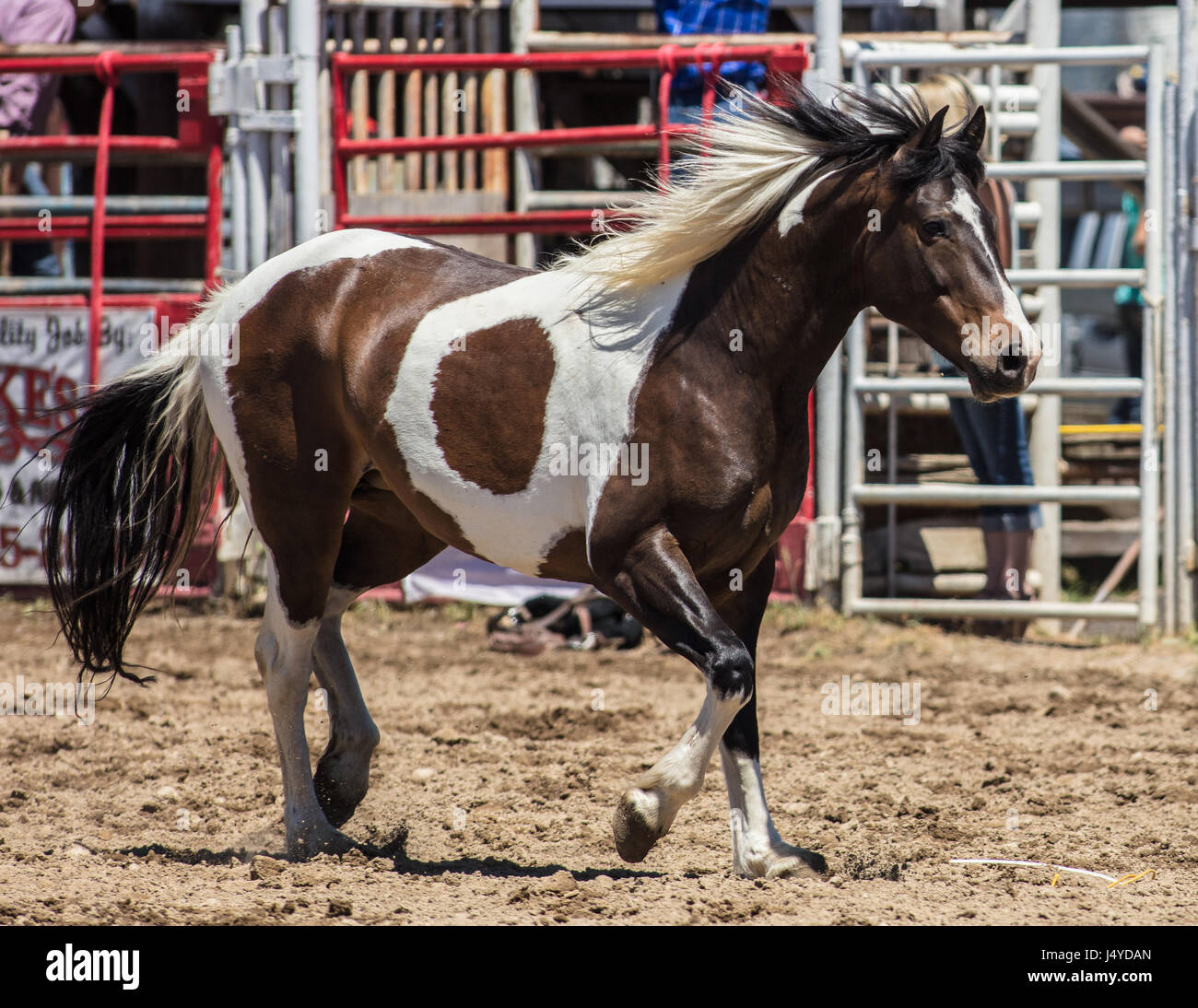 Rodeo horse on the loose in the arena at the Cottonwood Rodeo in ...