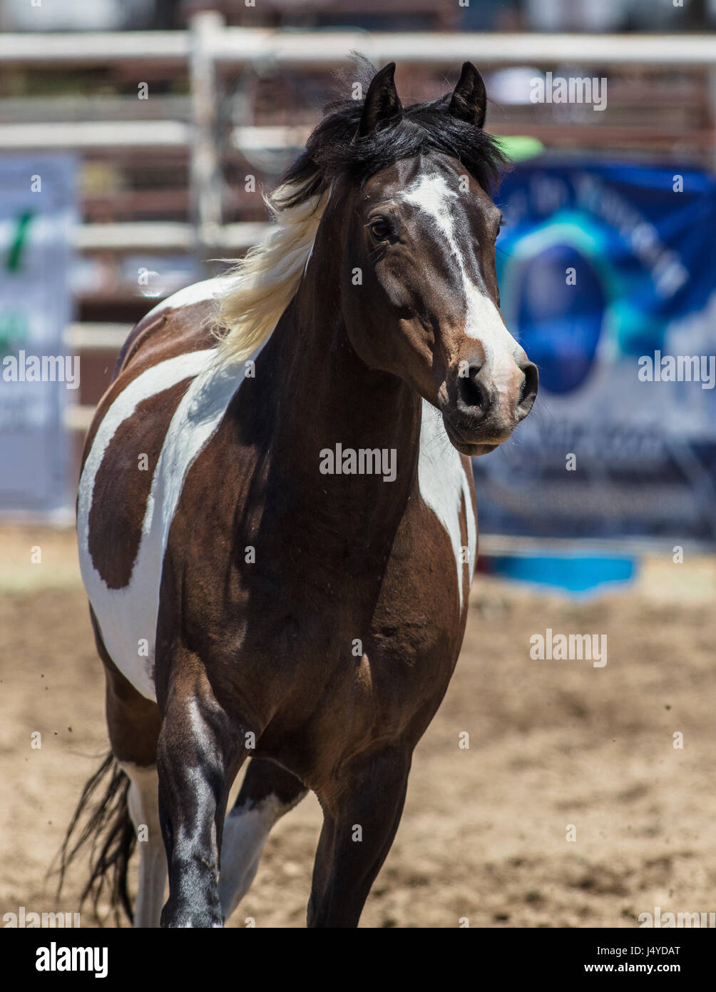 Rodeo horse on the loose in the arena at the Cottonwood Rodeo in ...