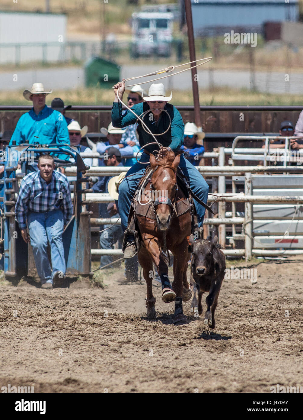 Calf roping action at the Cottonwood Rodeo in California Stock Photo ...