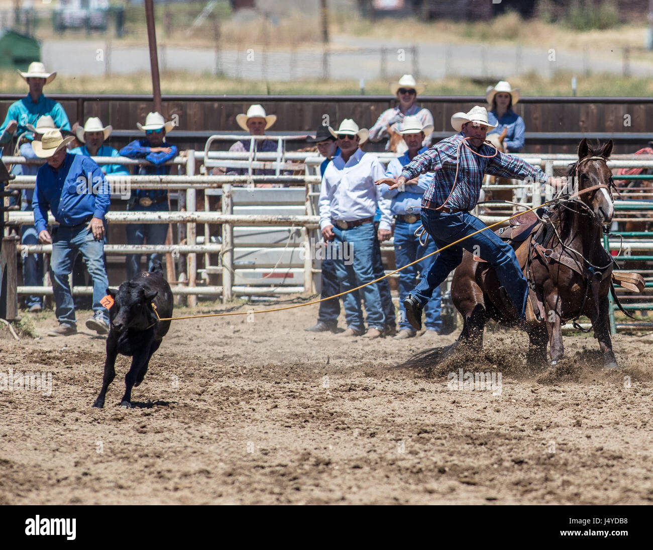 Calf roping action at the Cottonwood Rodeo in California Stock Photo ...