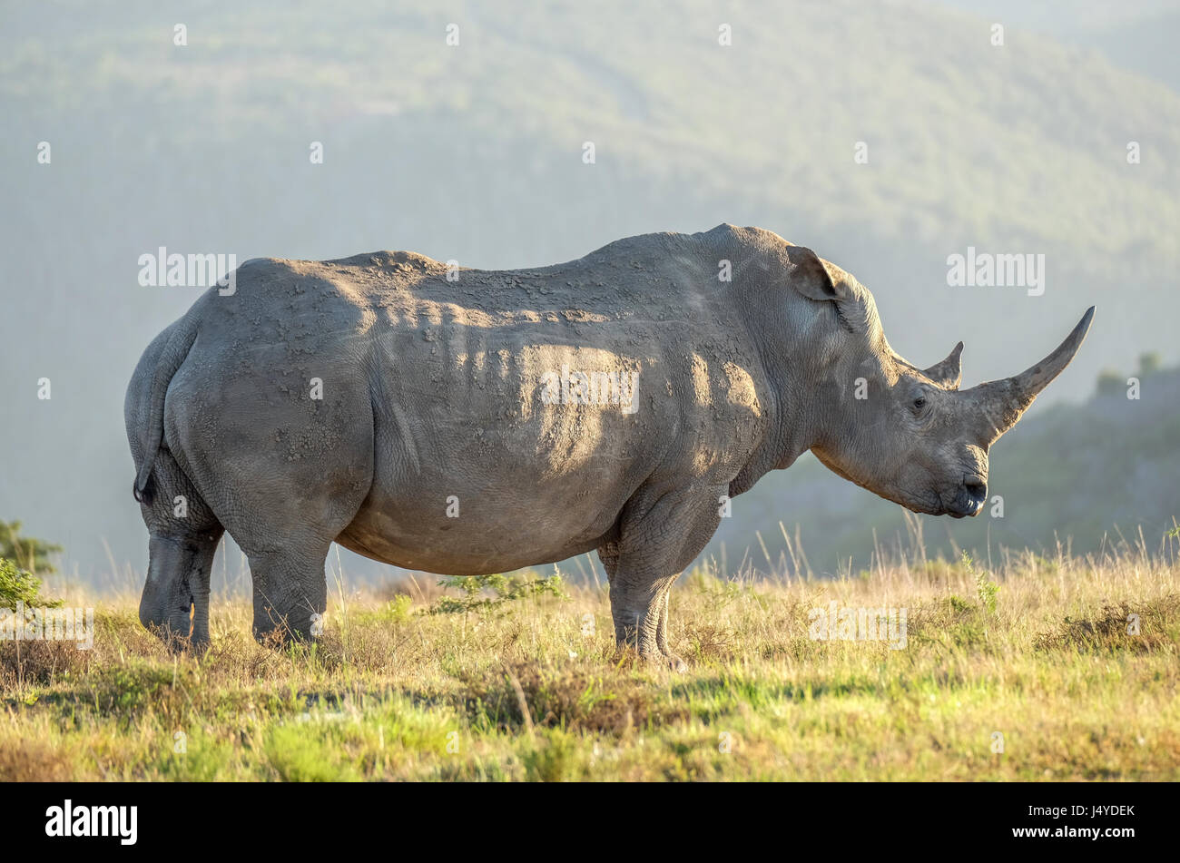 Rhino tail hi-res stock photography and images - Alamy