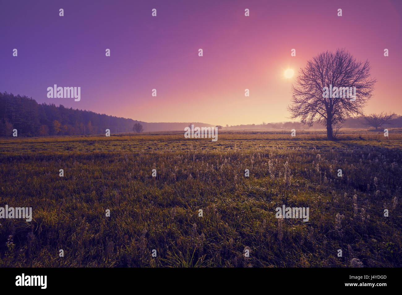 Alone tree in the field against sunset sky Stock Photo - Alamy