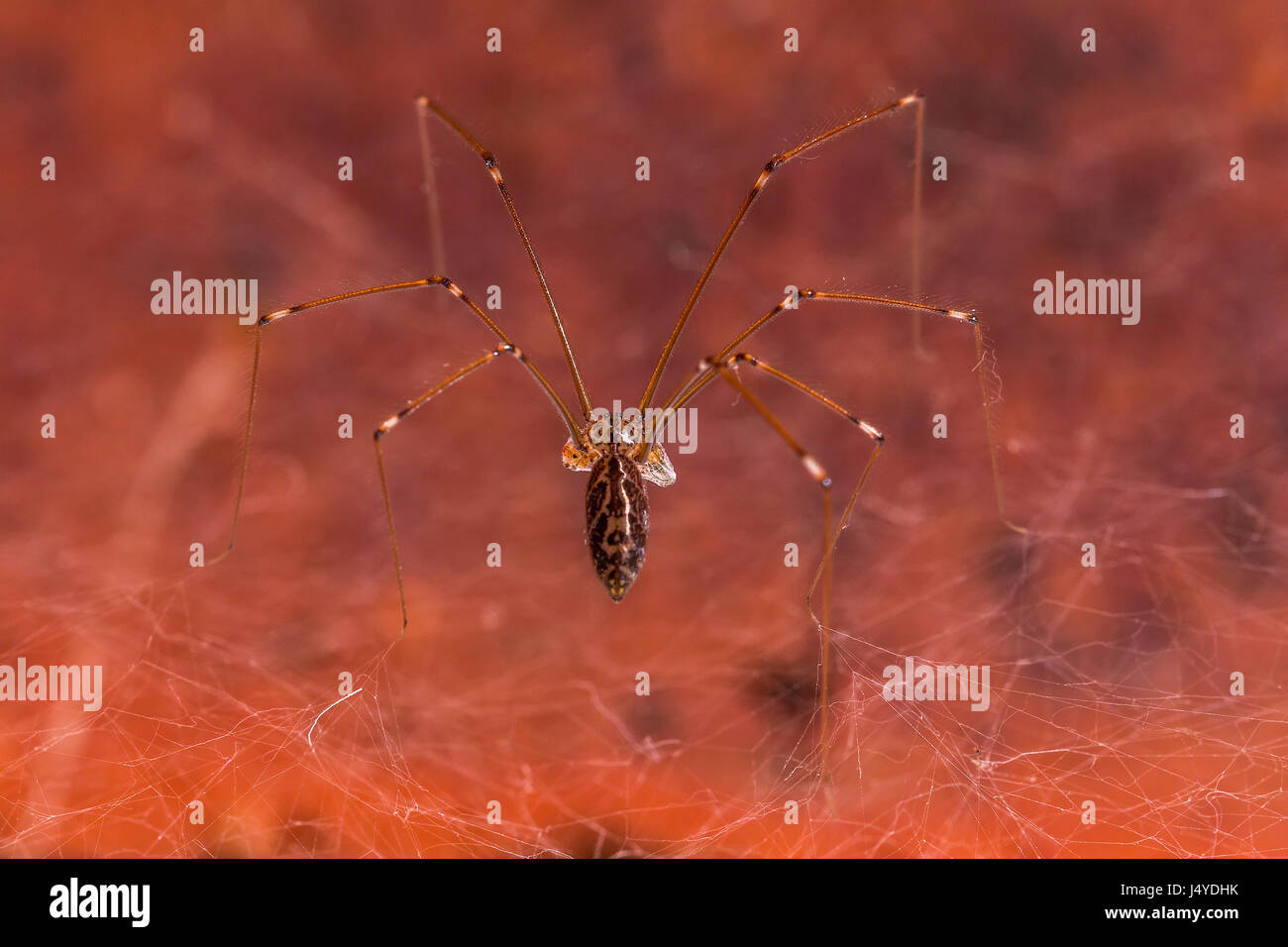 Daddy spider with missing legs hi-res stock photography and images - Alamy