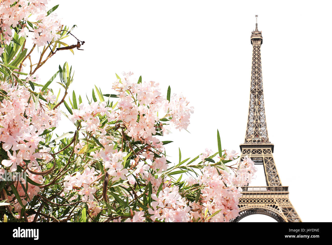 Famous landmark of Paris - Eiffel tower and pink flowers. Isolated on ...