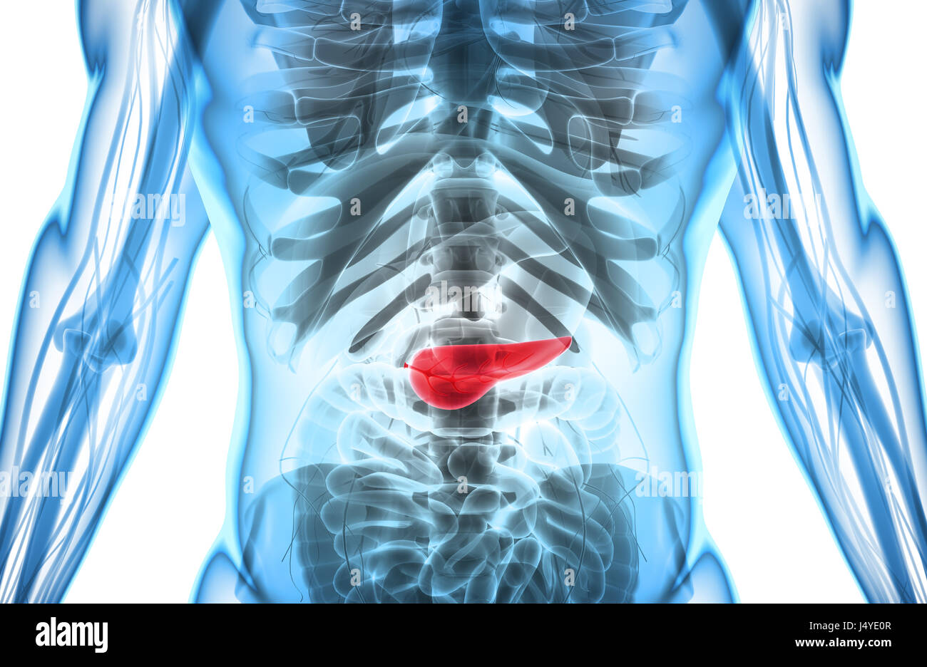 3D illustration of Pancreas - part of digestive system, medical concept ...