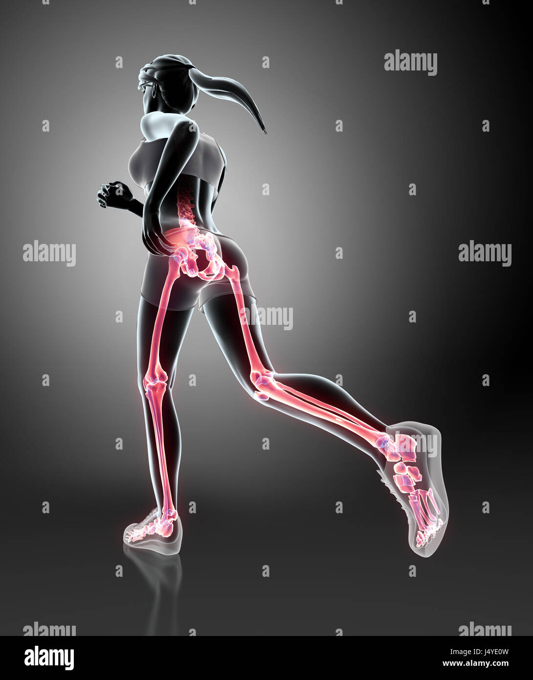 Medical Skeleton Running Knee Joints Stock Photos & Medical Skeleton ...