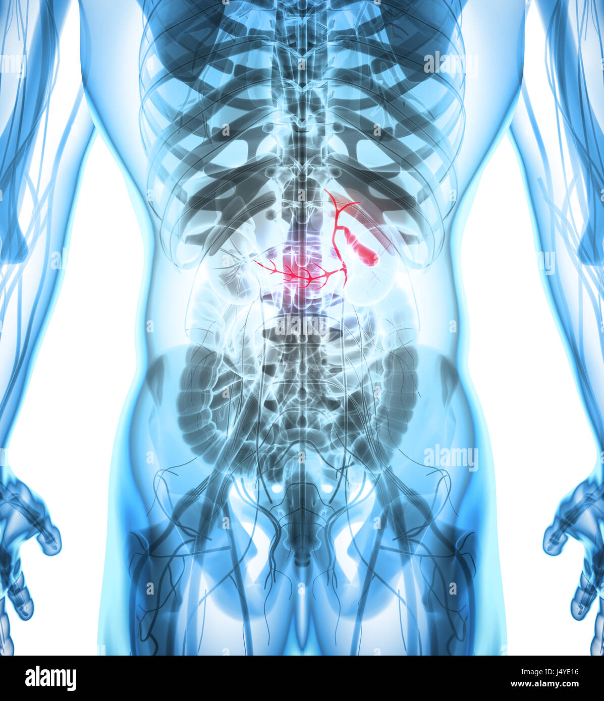 Healthy gallbladder hi-res stock photography and images - Alamy