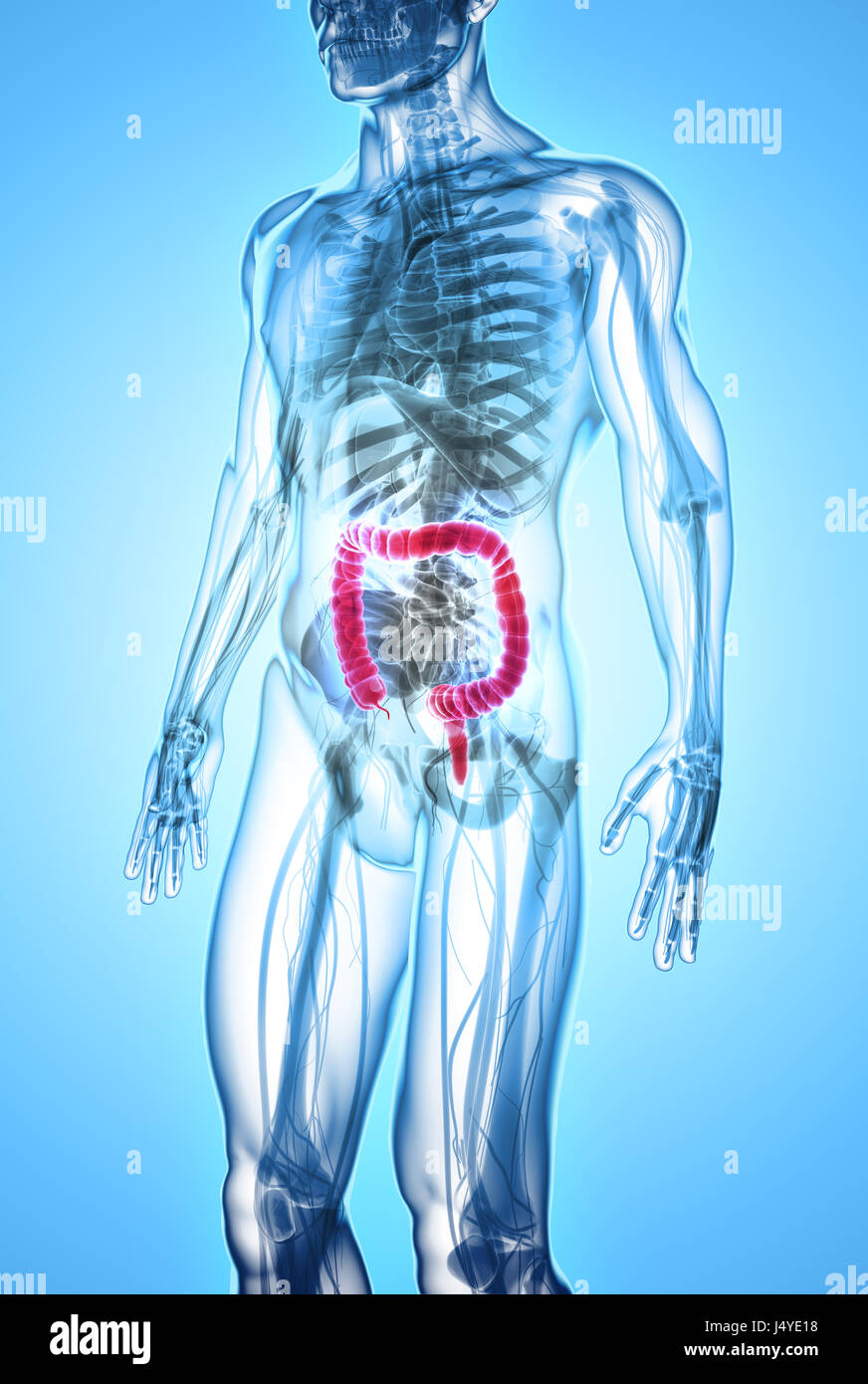 3D illustration of Large Intestine, Part of Digestive System Stock ...