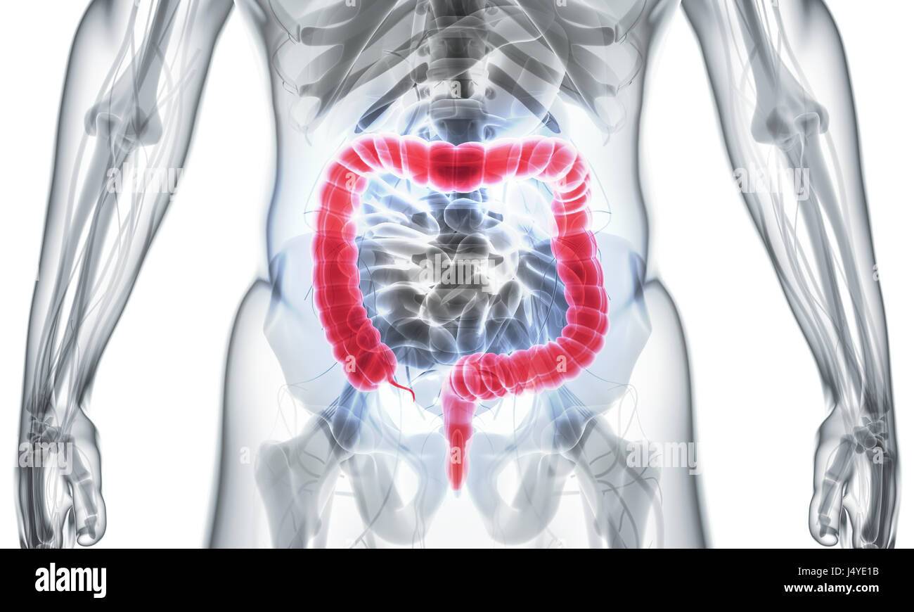 3D illustration of Large Intestine, Part of Digestive System Stock ...