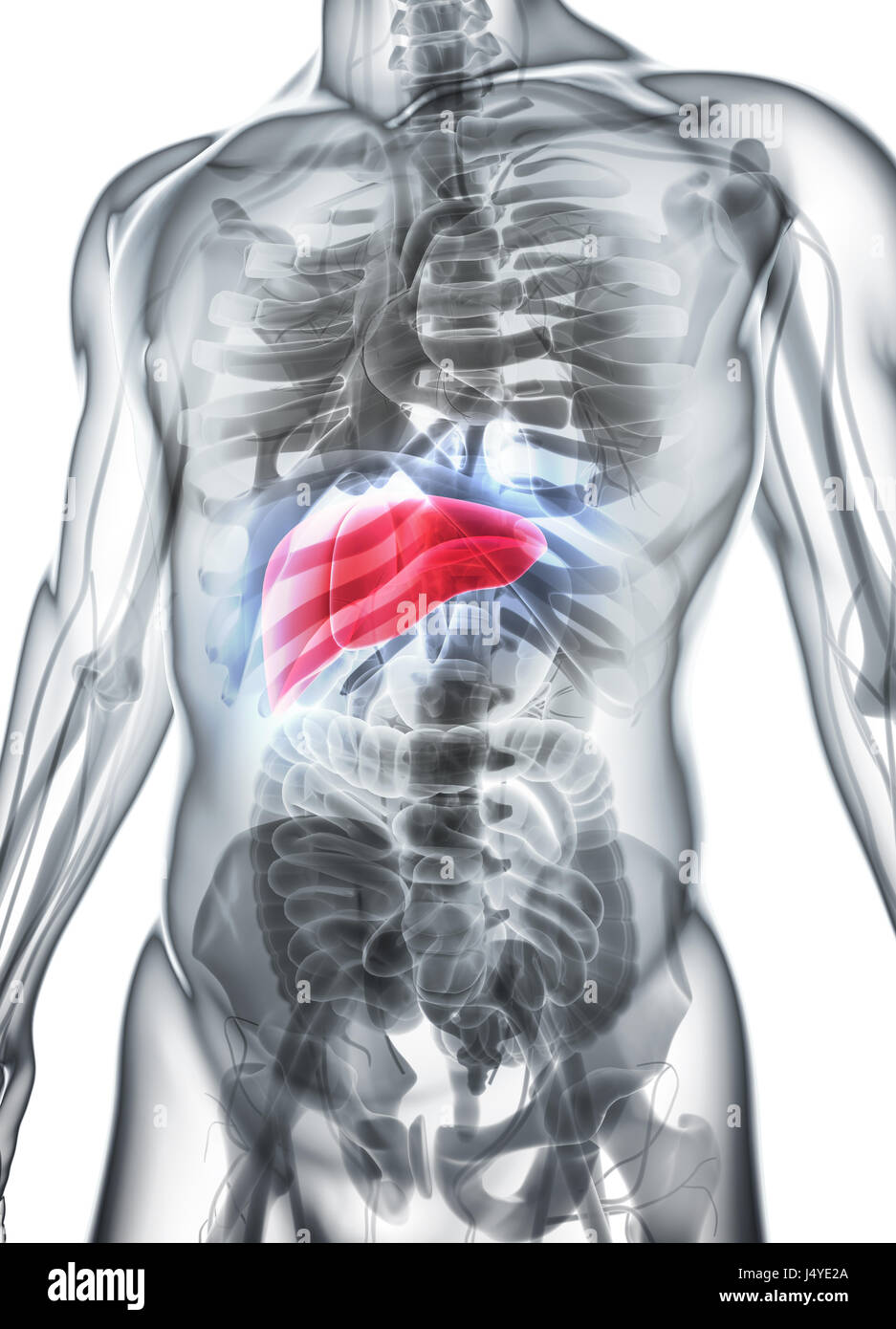 3D illustration of Liver - Part of Digestive System Stock Photo - Alamy
