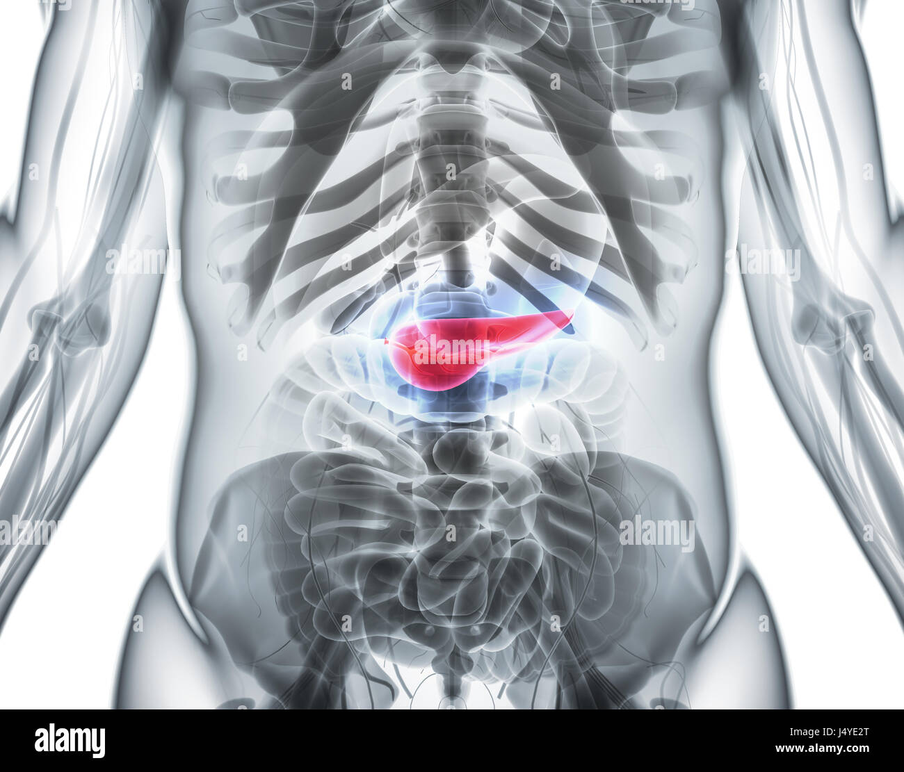 3D illustration of Pancreas - part of digestive system, medical concept ...