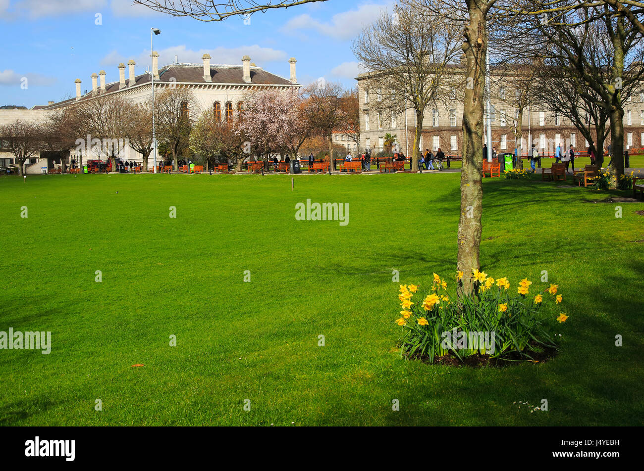 Daffodils spring flowers at Trinity College university grounds, Dublin ...