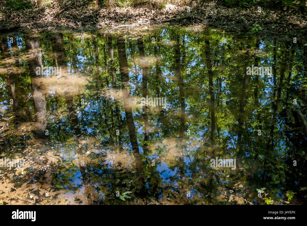 Small water puddle in the forest where large mammals come to wallowing ...