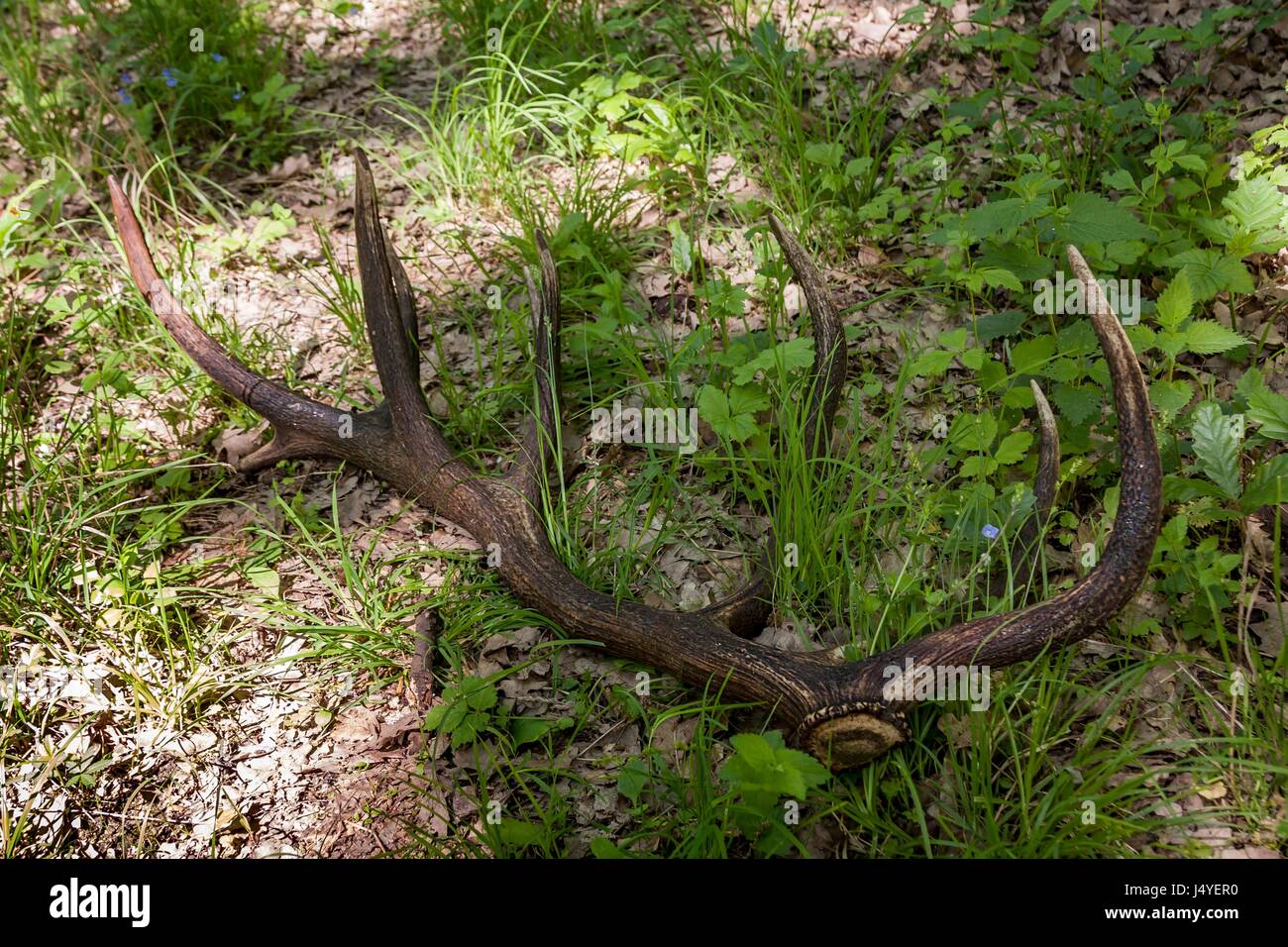 Deer bones hi-res stock photography and images - Alamy