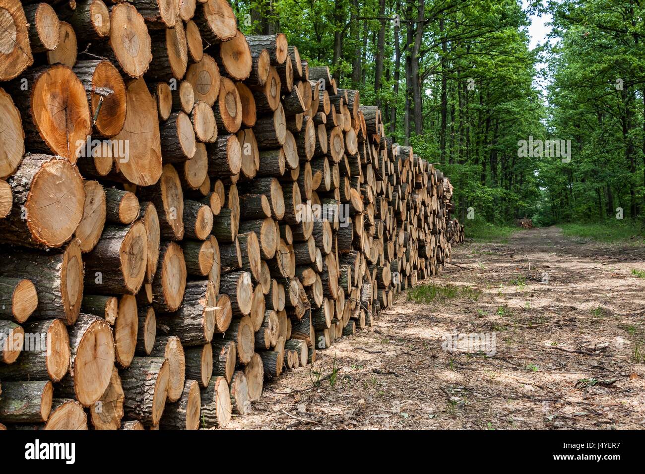 Big pile of wood in the forest Stock Photo - Alamy