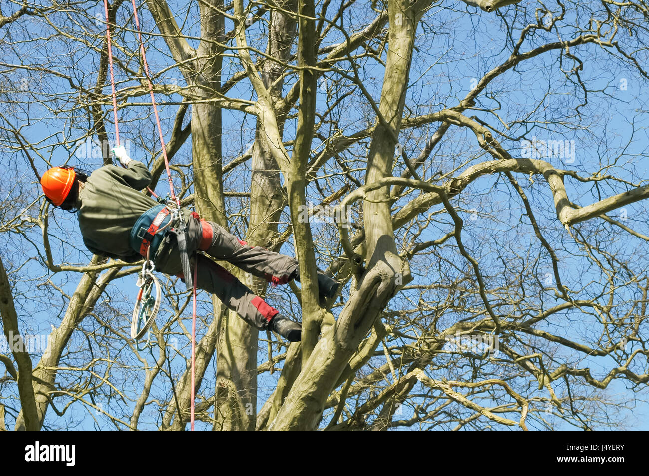 lumberjack climbing a tree in a harness Stock Photo - Alamy