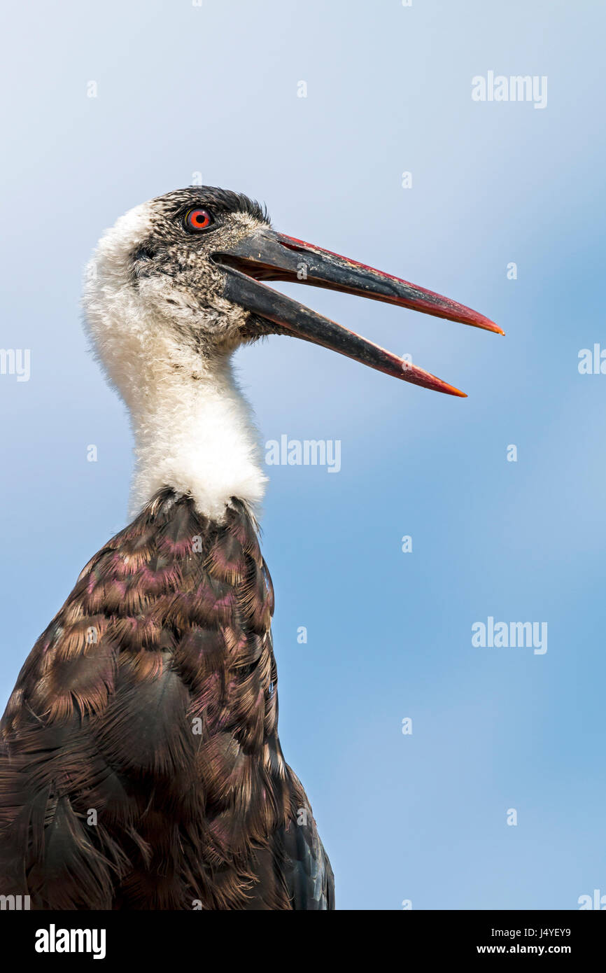 Close up portrait view of woolly necked stork perched on top of tiled ...