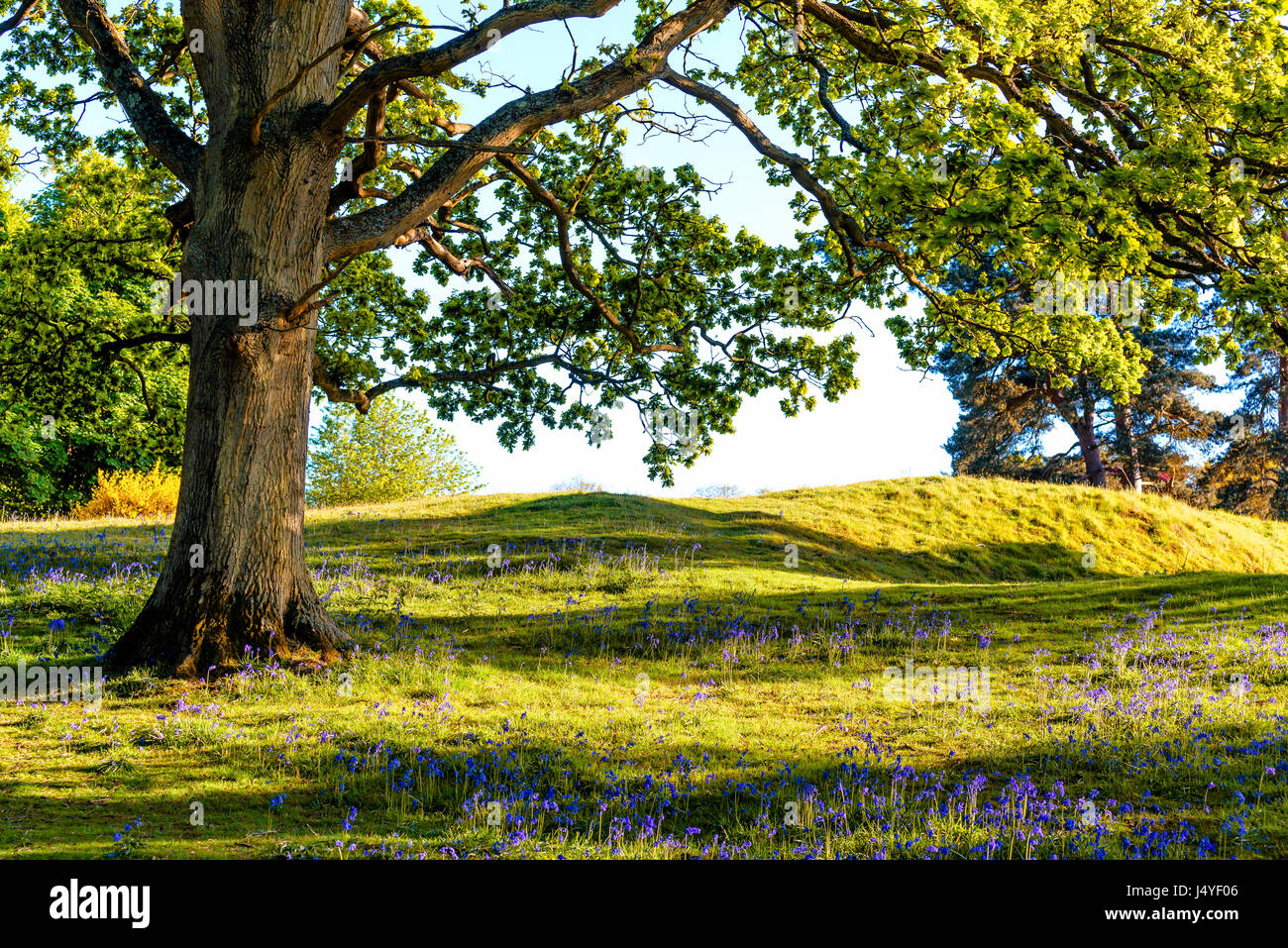 Bluebell Meadow Landscape Stock Photo - Alamy