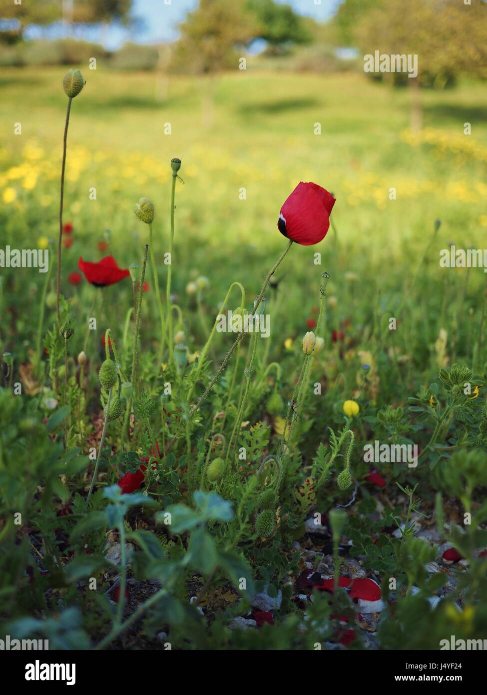 Filed flower hi-res stock photography and images - Alamy