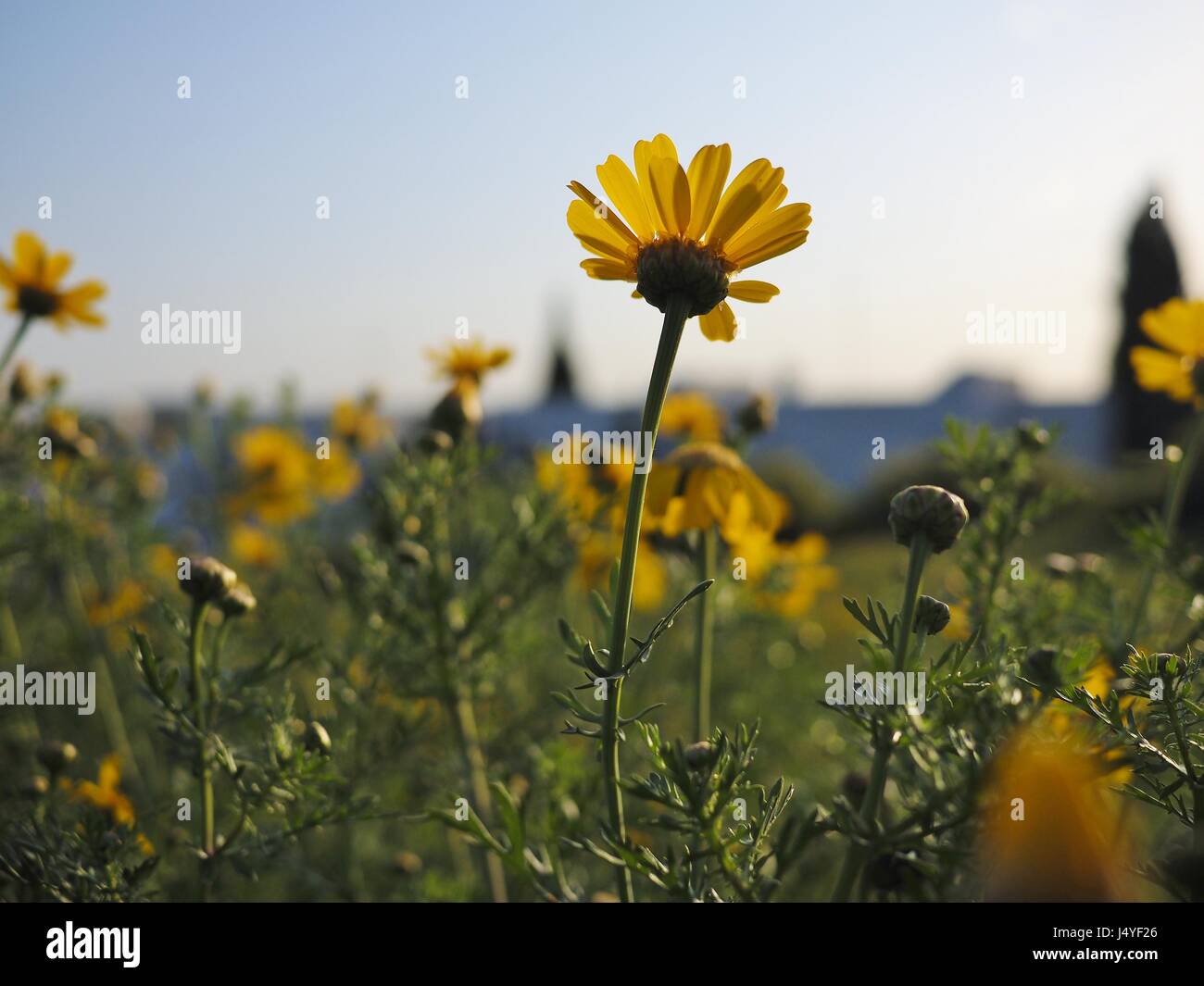 Wildflower look hi-res stock photography and images - Alamy