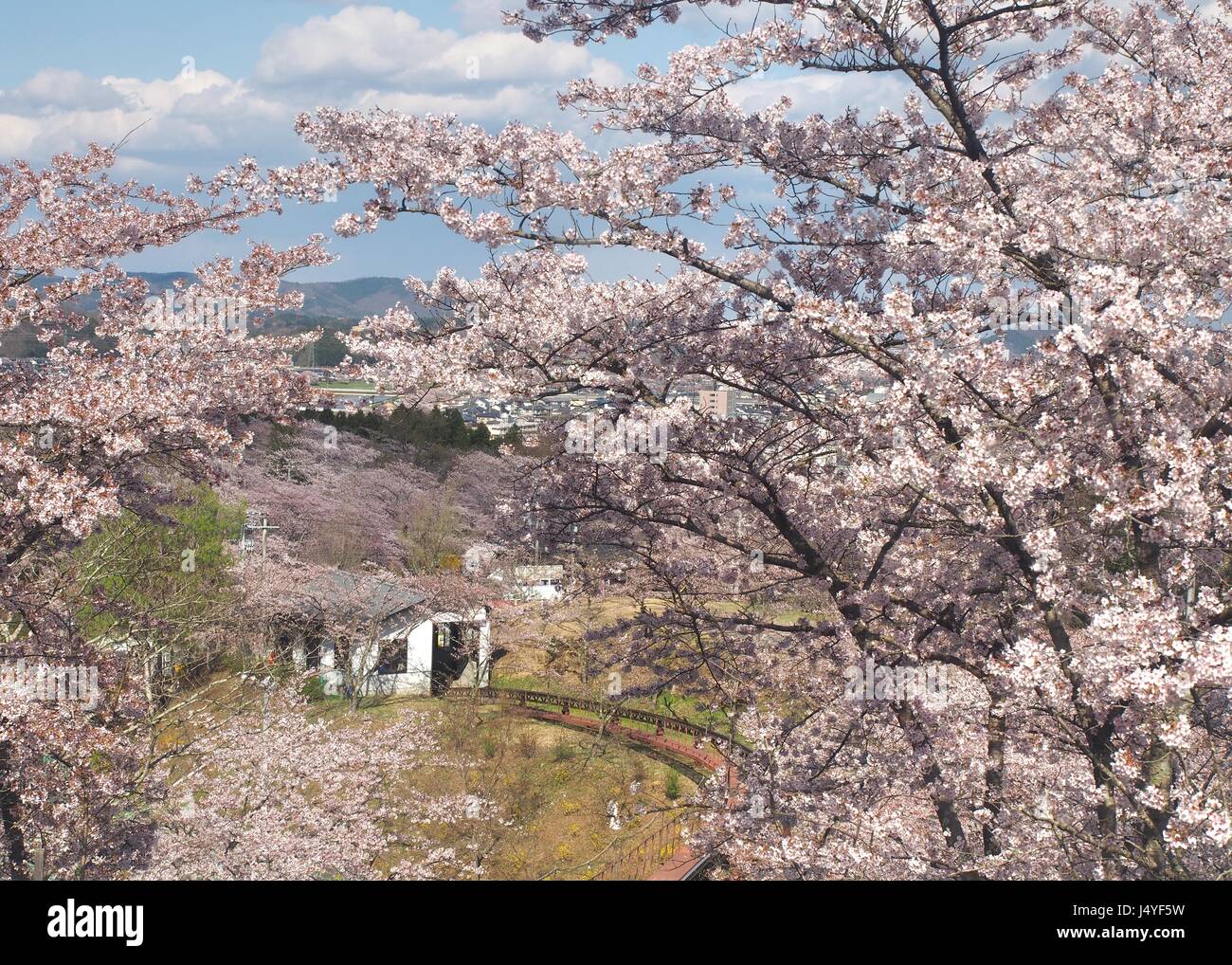 cherry blossom in funaoka joshi park in miyagi prefecture, japan Stock ...