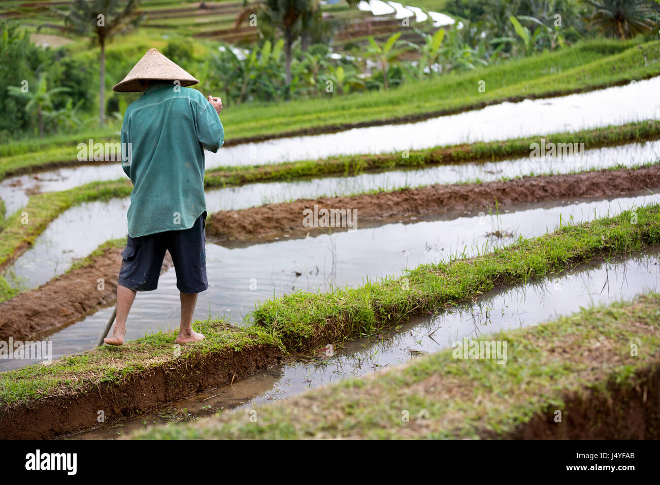 Traditional rice field worker hi-res stock photography and images - Alamy
