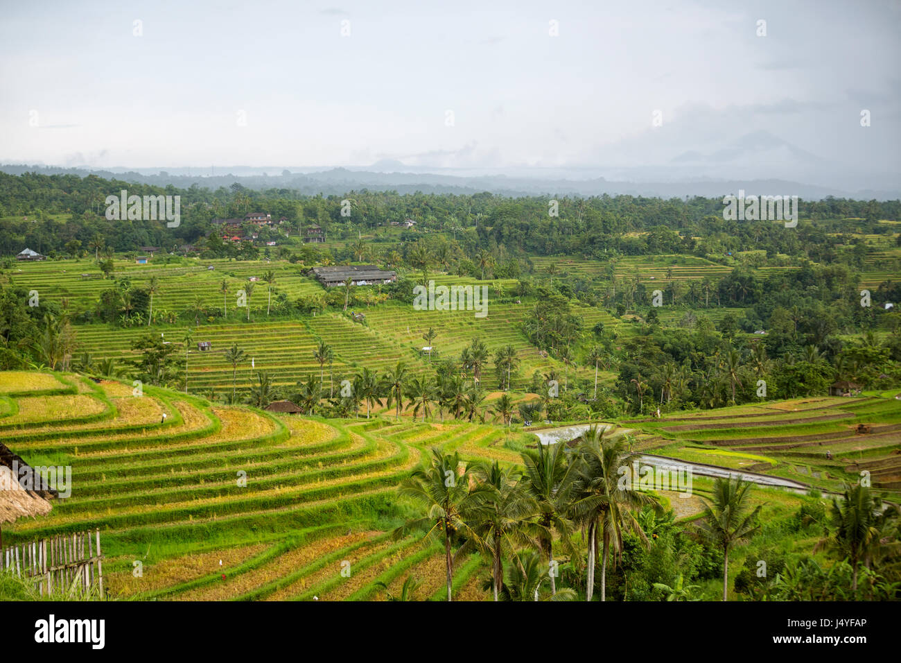 Amazing rice terrace field, Ubud, Bali, Indonesia Stock Photo - Alamy