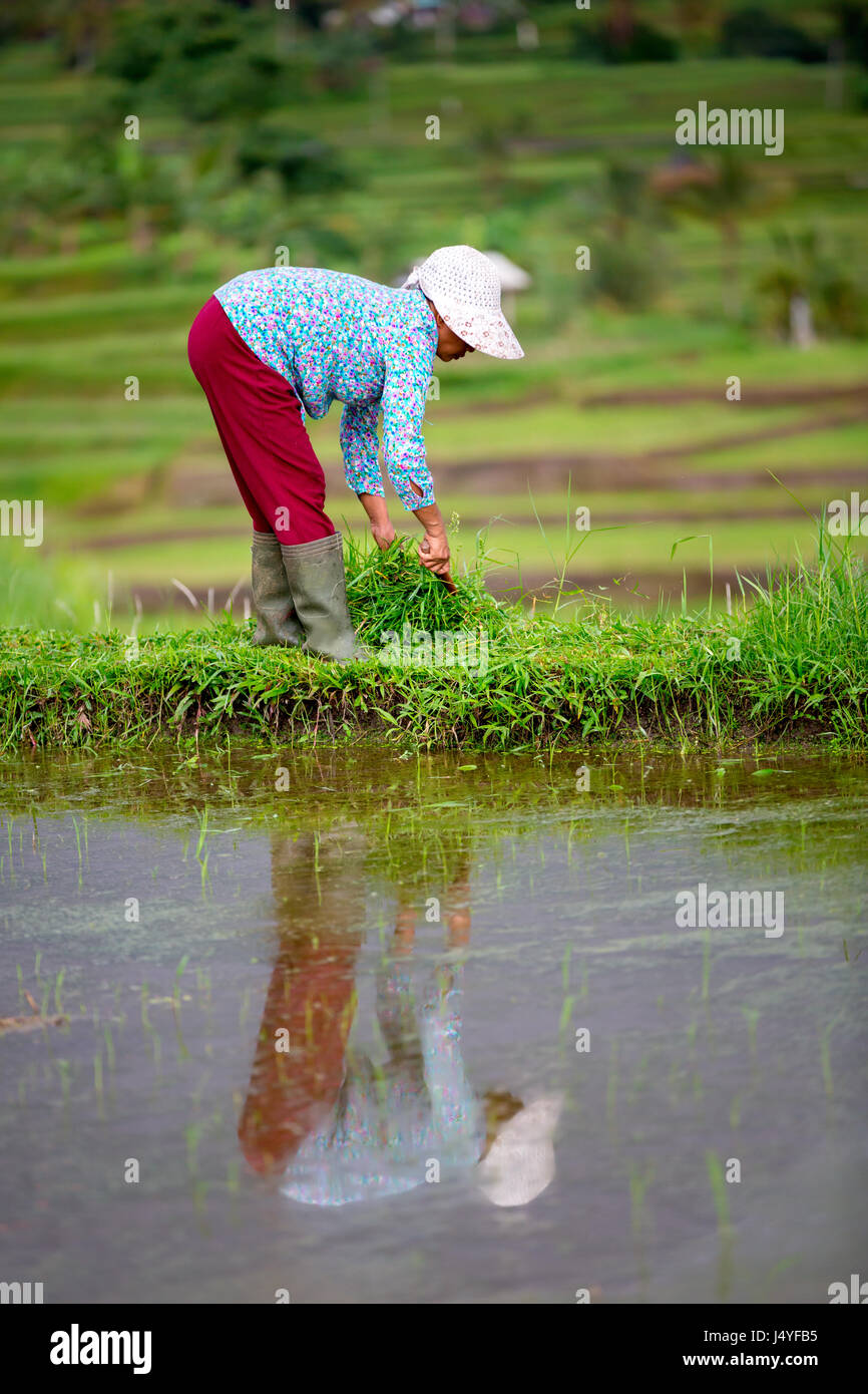 Indonesian rice fields work hi-res stock photography and images - Alamy