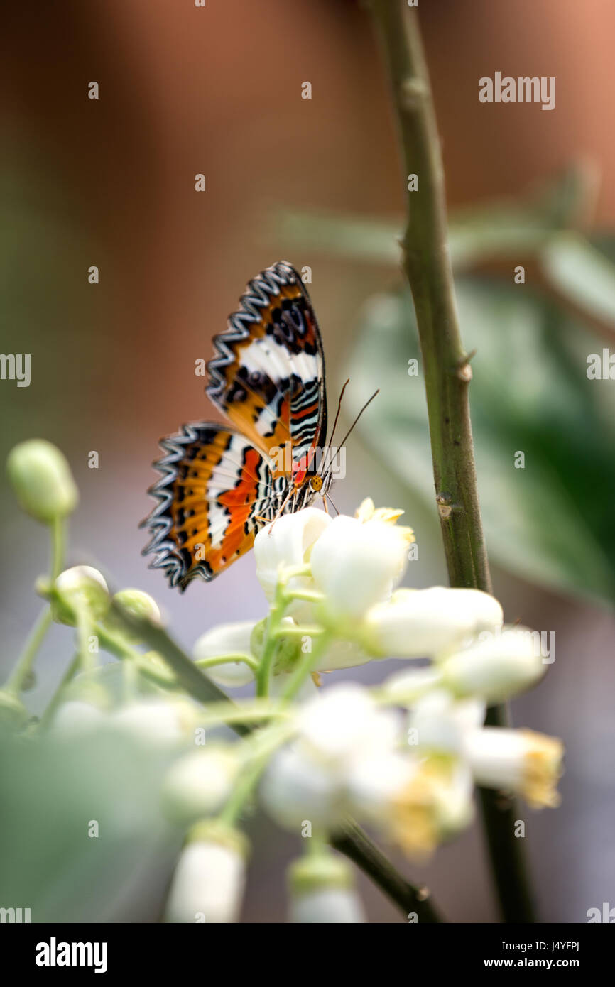 Butterfly in nature Stock Photo - Alamy