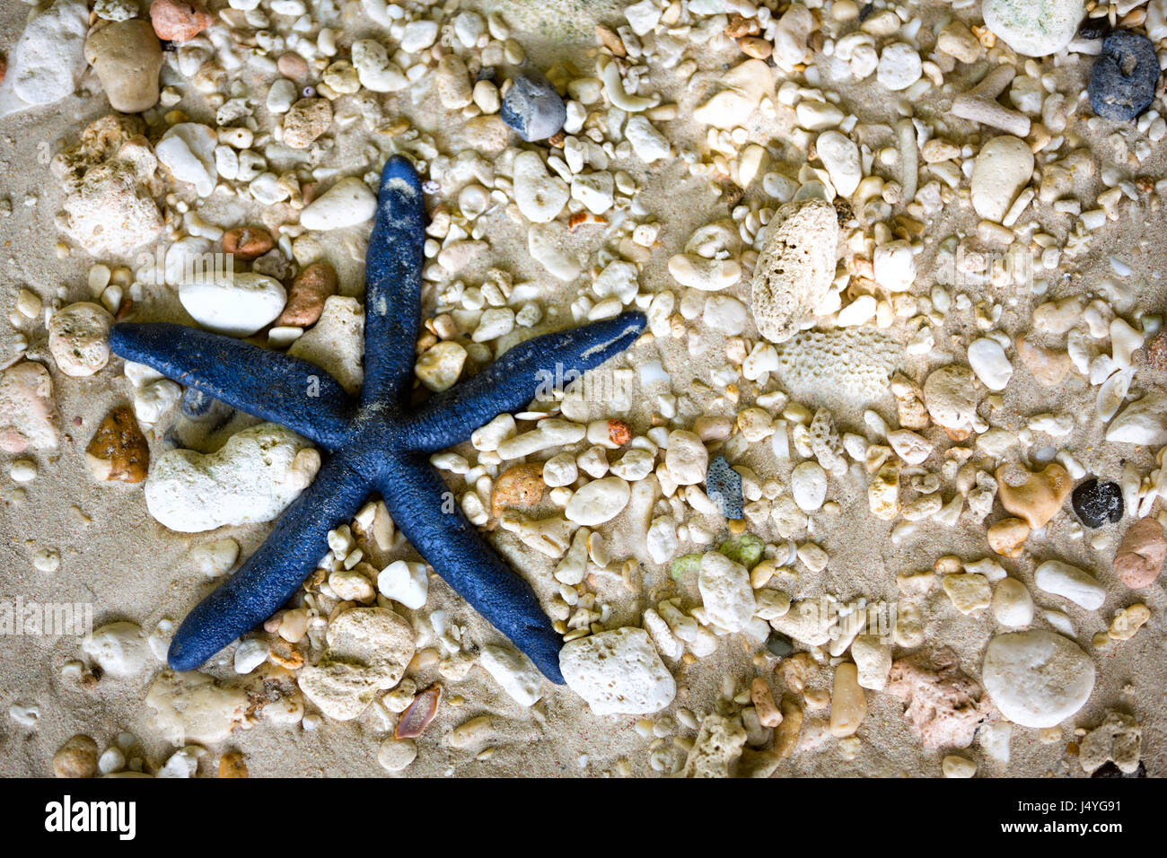 Blue starfish in the sea, Philippines Stock Photo - Alamy