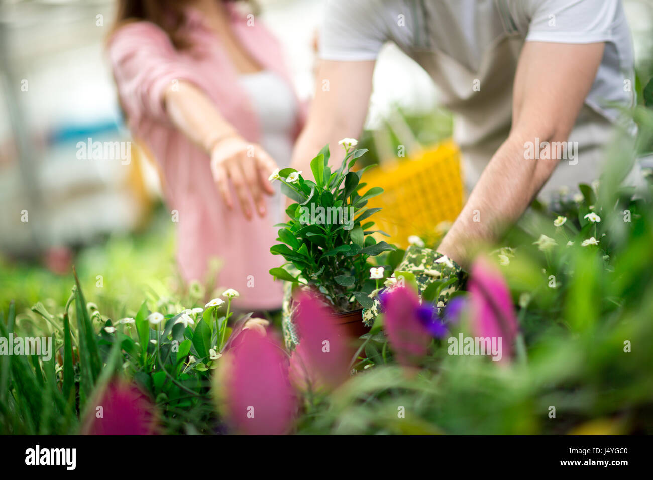 choosing flowers in greenhouse - close up Stock Photo - Alamy