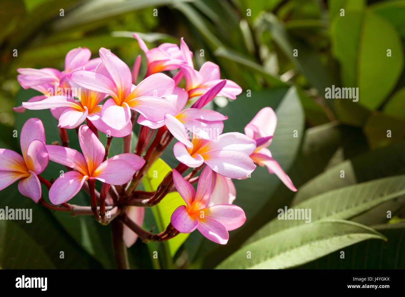 frangipani flower or Plumeria, tropical flower Stock Photo - Alamy