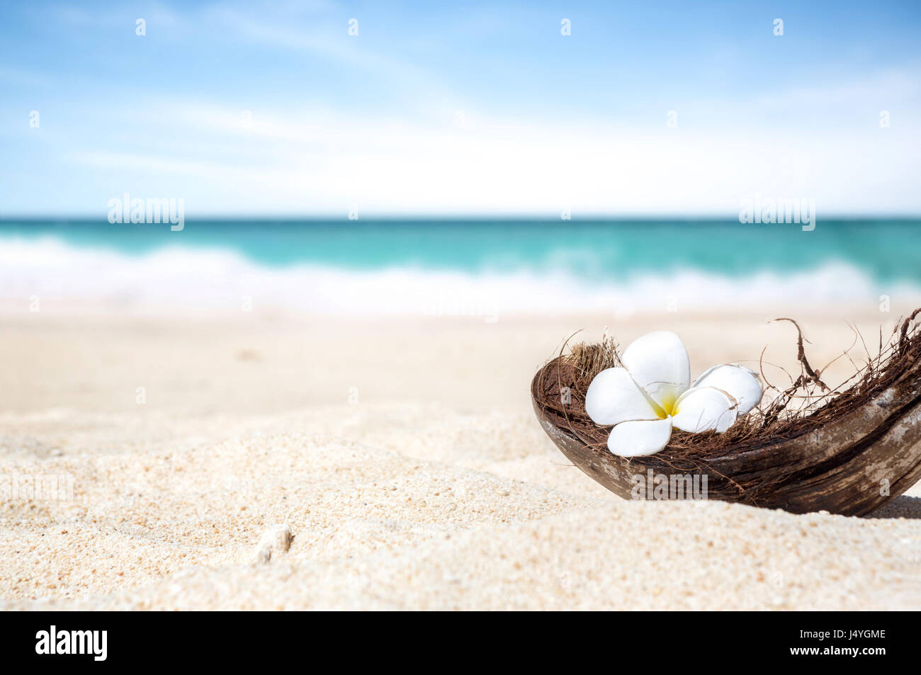 Philippine shell hi-res stock photography and images - Alamy
