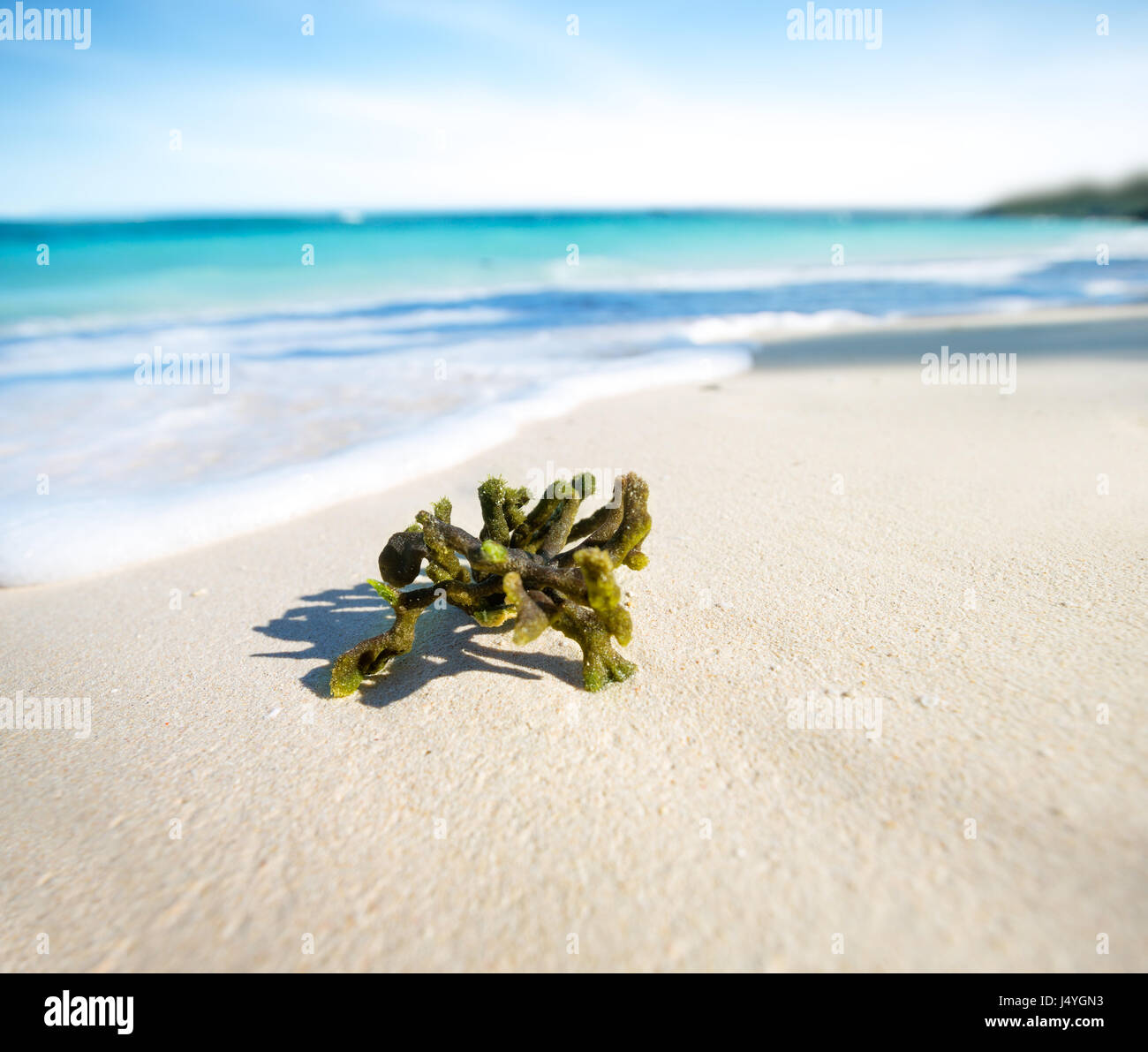 coral on white sand against the beautiful sea Stock Photo - Alamy