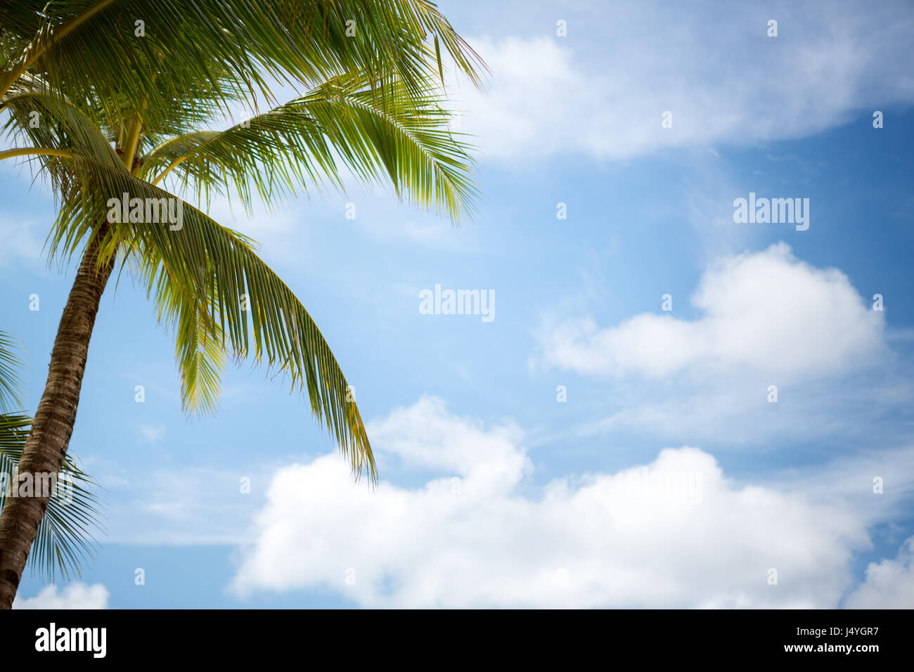 Palm tree over blue sky Stock Photo - Alamy