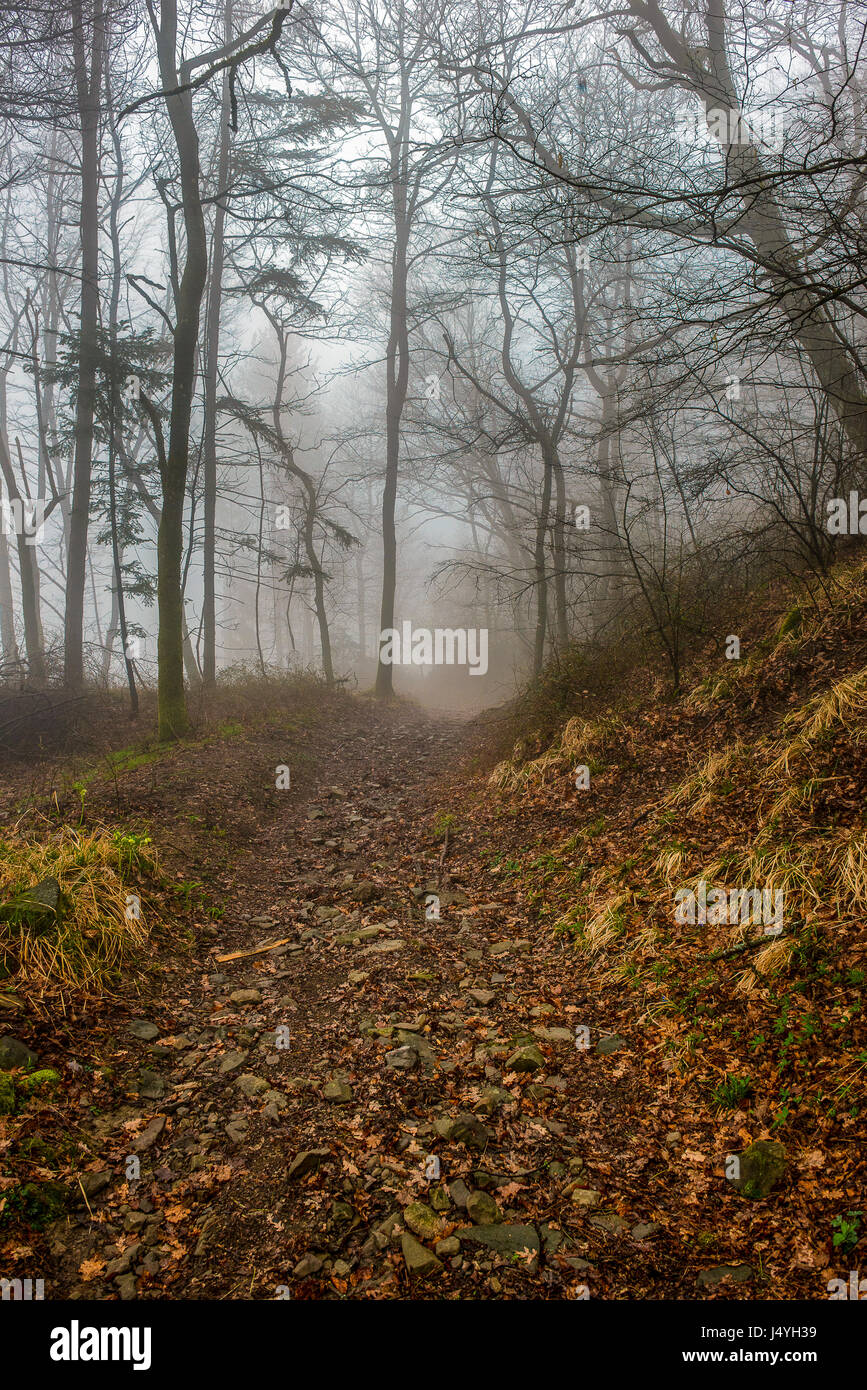 The basalt of the ancient route rediscovered near Monte di Fò Stock ...