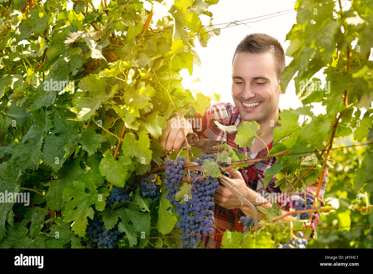 Handsome man harvesting the grape Stock Photo - Alamy