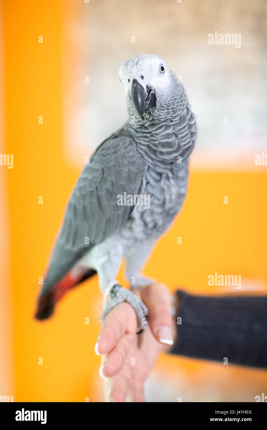 African grey parrot vet hi-res stock photography and images - Alamy