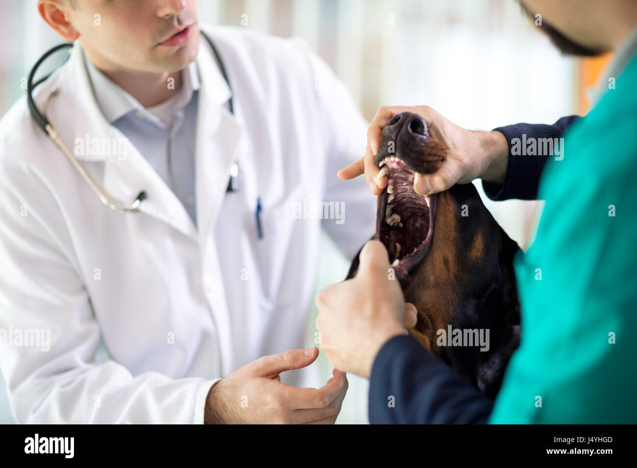 Young beautiful veterinarian checking teeth of sick great Dane dog in ...