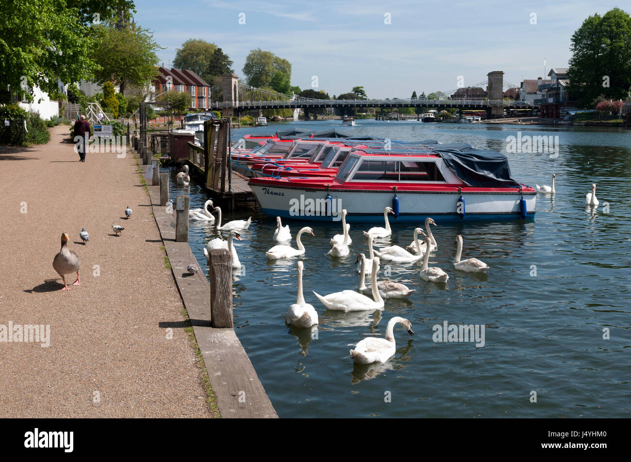 The River Thames, Marlow, Buckinghamshire, England, UK Stock Photo - Alamy