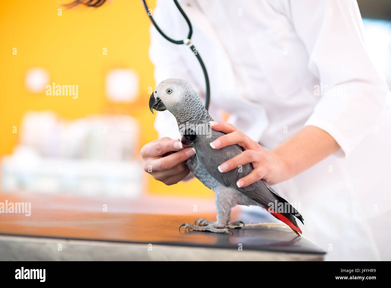 Medical examination of African grey parrot with stethoscope in vet ...