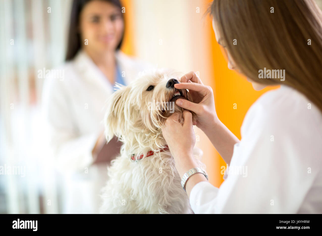 Checking teeth of cute Maltese dog by veterinarian in vet clinic Stock ...