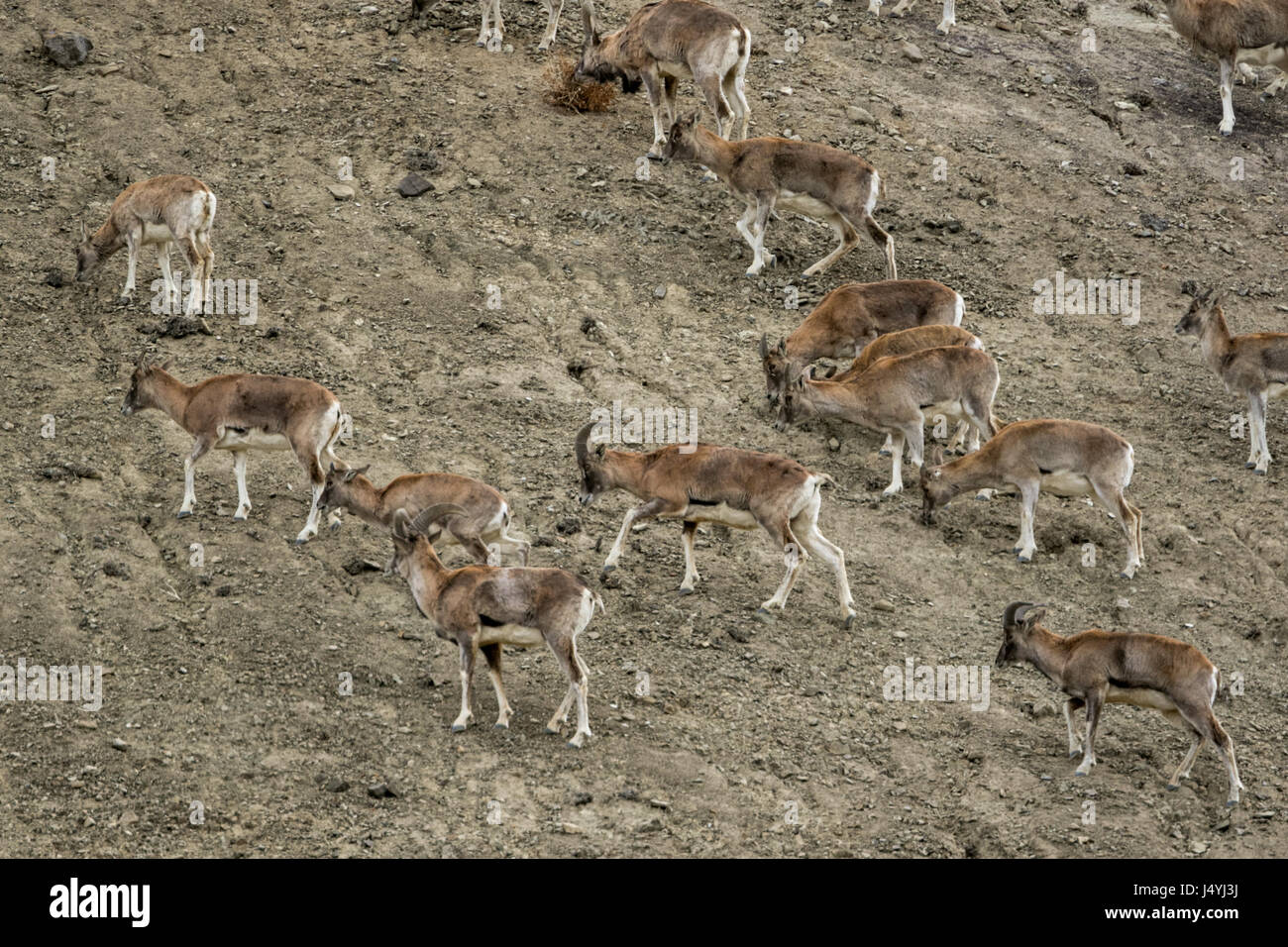 Ladakh urial (Ovis vignei vignei) herd Stock Photo - Alamy