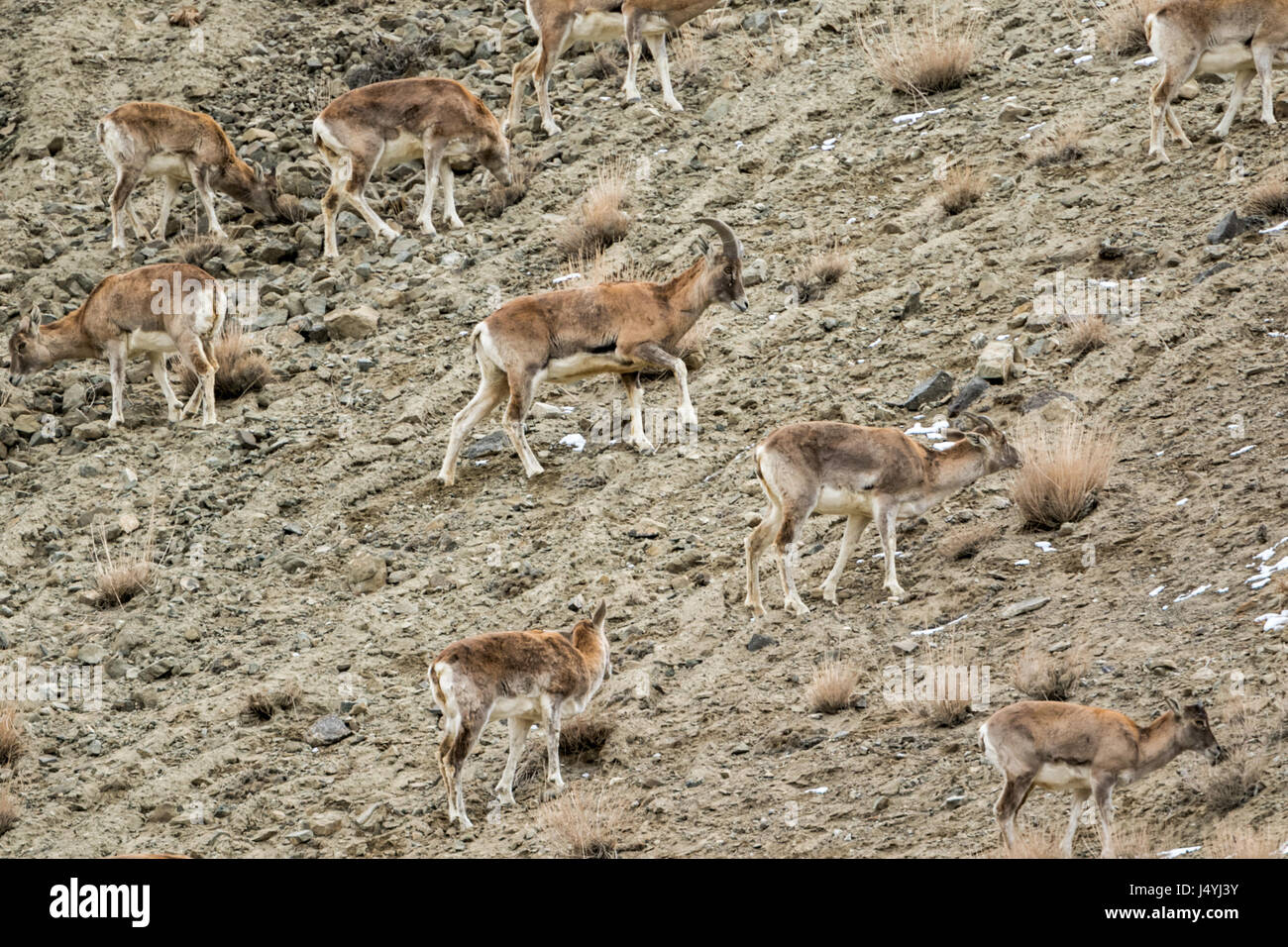 Urial Stock Photos & Urial Stock Images - Alamy