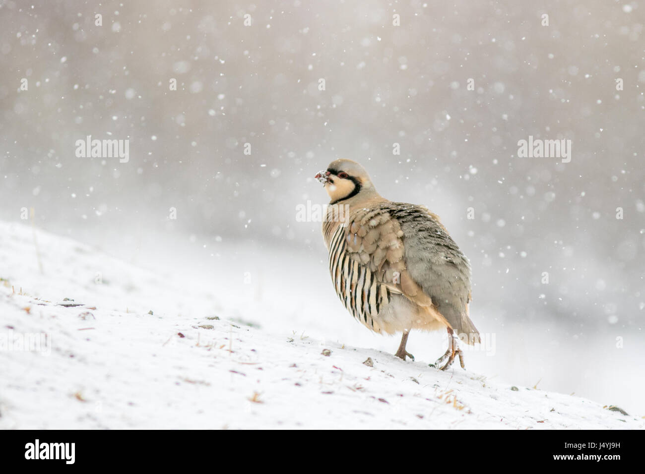 The chukar partridge (Alectoris chukar) in snow at Hemis National Park ...