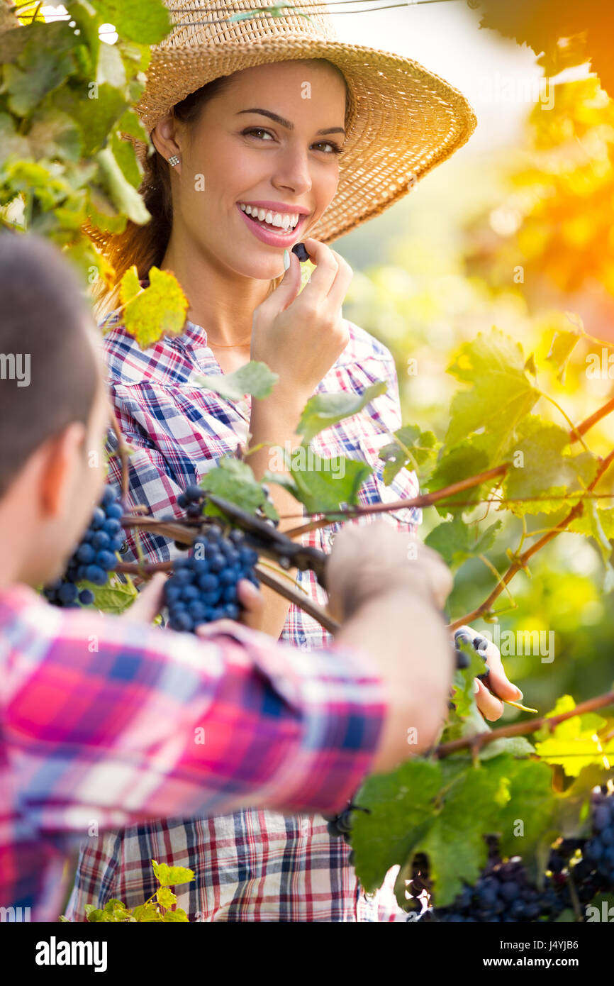 Picking grapes in a vineyard hi-res stock photography and images - Alamy