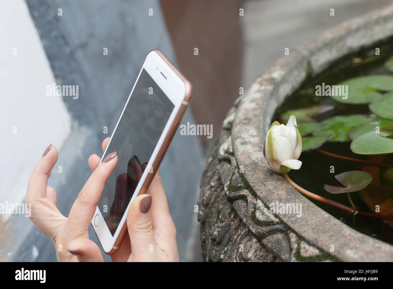 Hand close-up, a women take mobile phones take a pictures of water lily ...