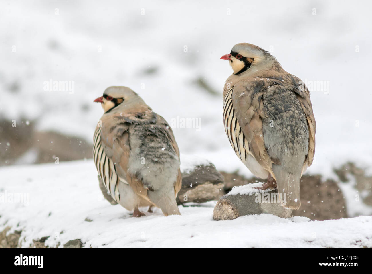The chukar partridge (Alectoris chukar) in snow at Hemis National Park ...
